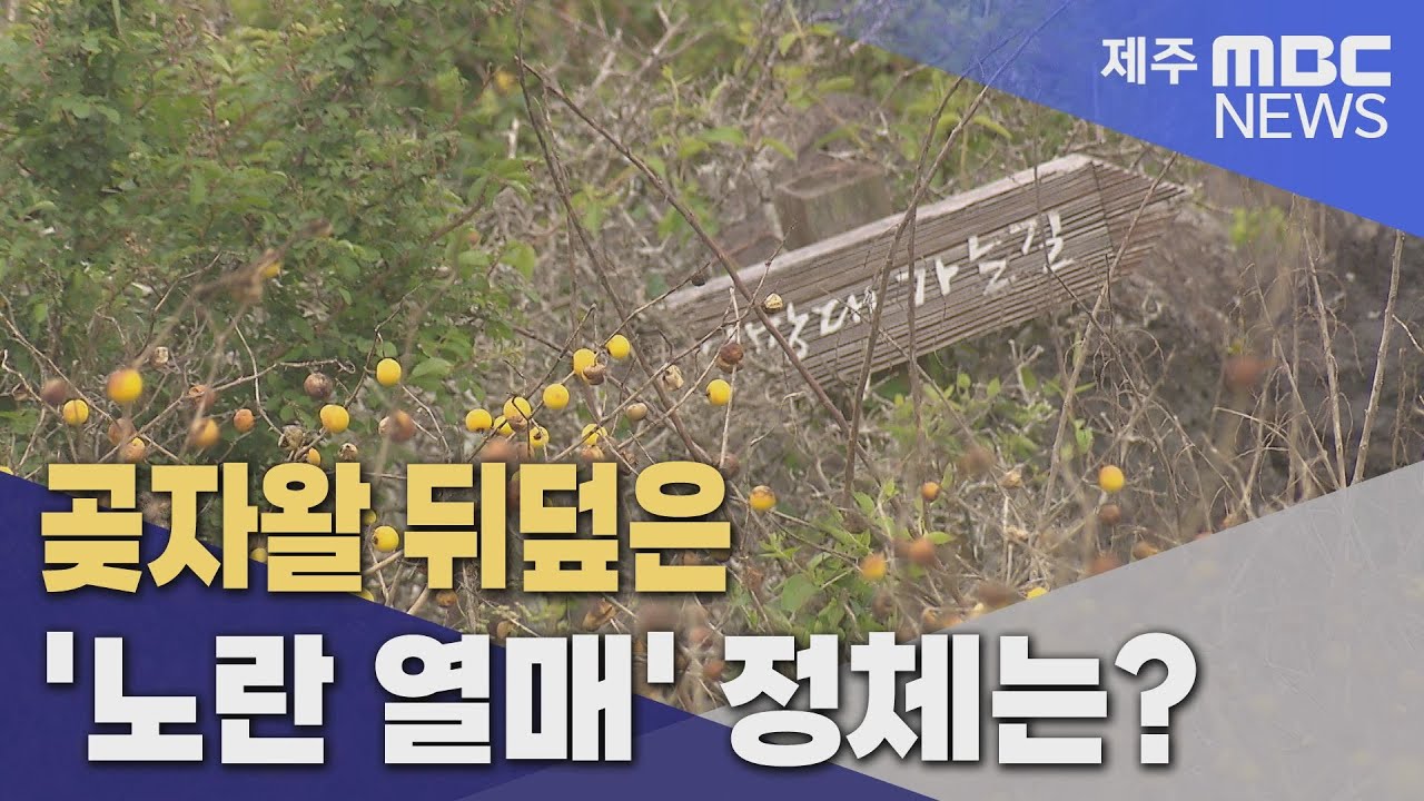 곶자왈 뒤덮은 노란 열매 정체는 Youtube