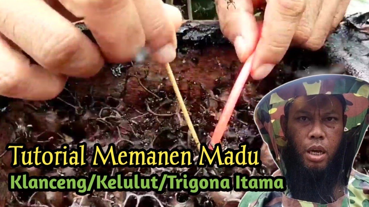TUTORIAL MEMANEN MADU KLANCENG/KELULUT/TRIGONA ITAMA - YouTube