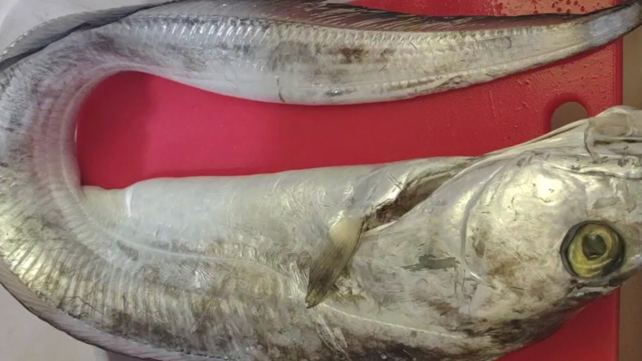 CLEANING AND SLICING SILVER SCABBARD FISH ESPADANG ISDA - YouTube
