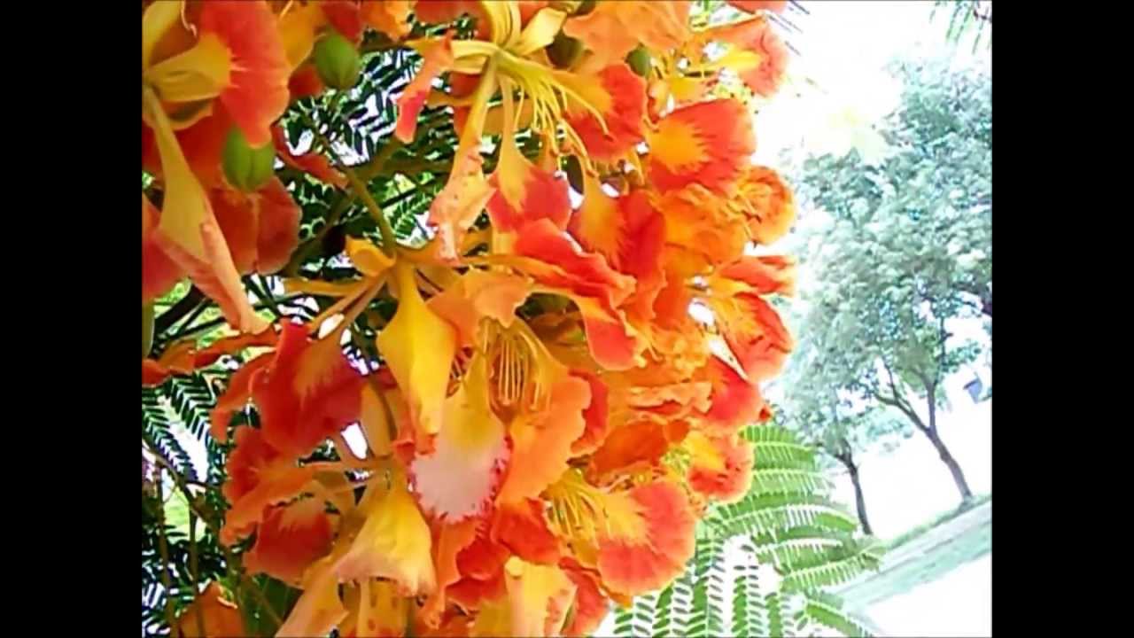 Los Chivatos de mi calle.wmv - YouTube