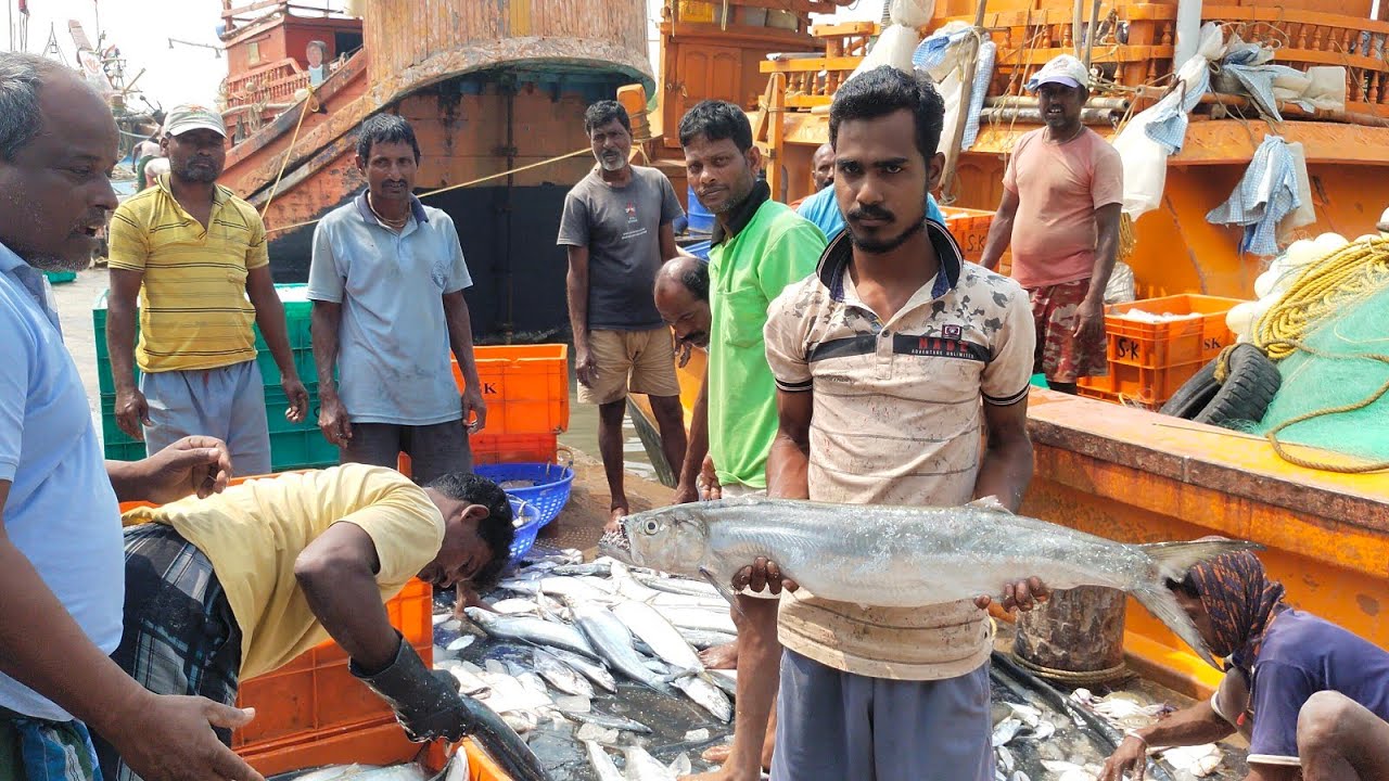 Big chela fish catch (চেলা মাছ) #shopan #youtube #sundarban #fishing ...