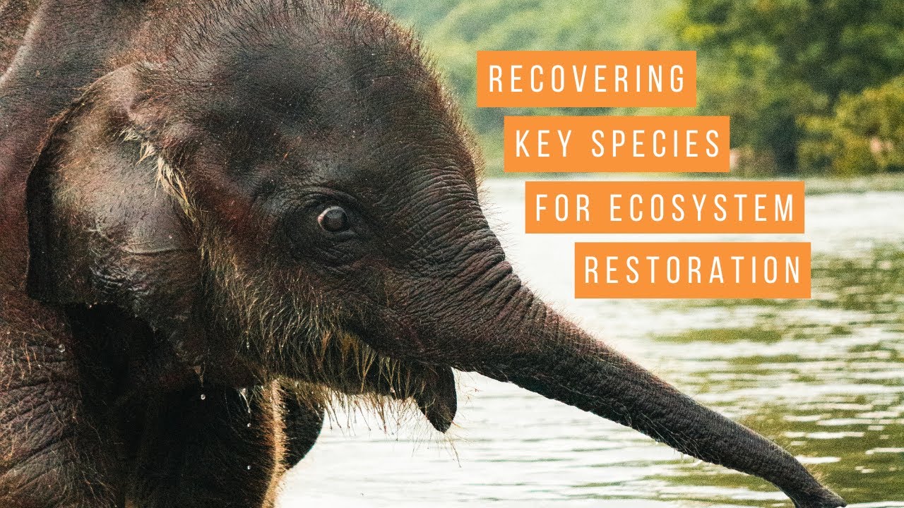 Recovering Key Species for Ecosystem Restoration | World Wildlife Day ...