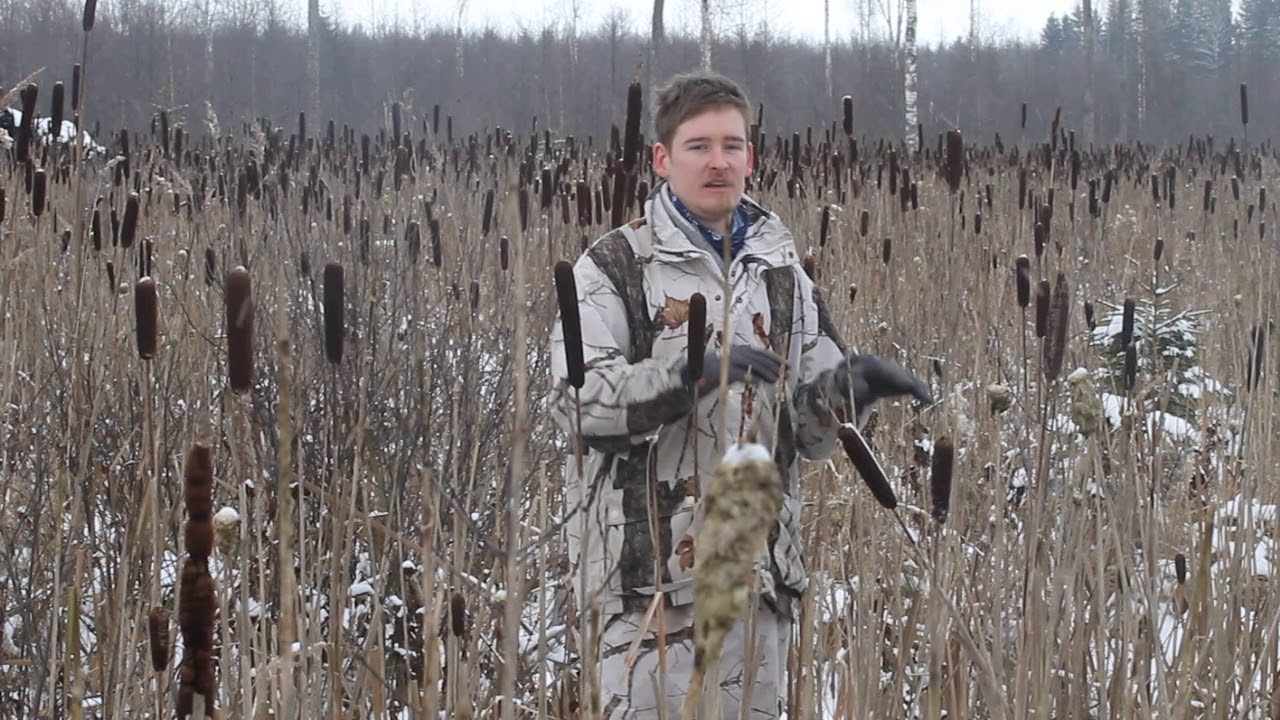 Metsakasvatuse ABC (Milleks meile vana mets?) - YouTube