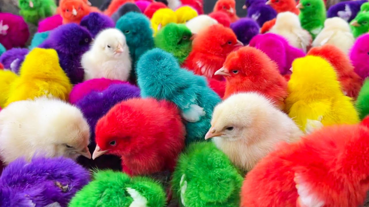 Catch millions of cute chickens, colorful chickens, mammoth elephant ...