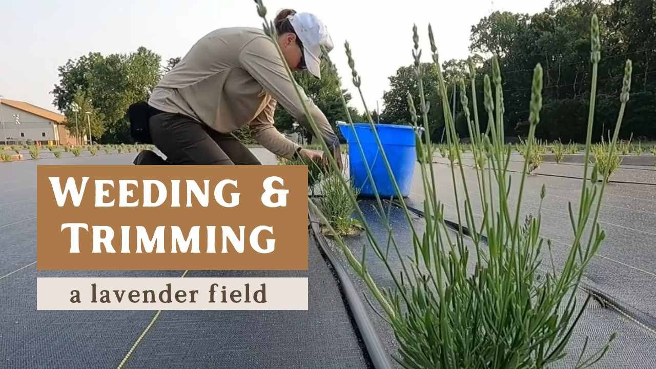 2021 Weeding & Trimming - YouTube