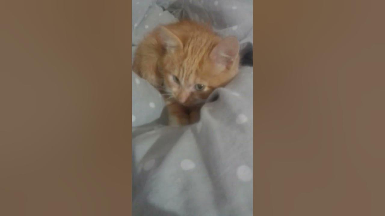 в мене є котик жиробас Youtube