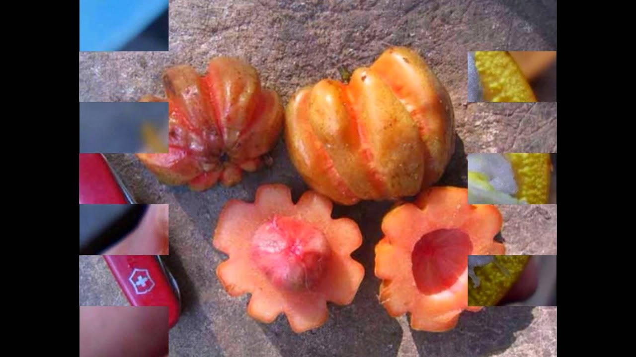 瀚苗果樹苗園Han Miao. - YouTube