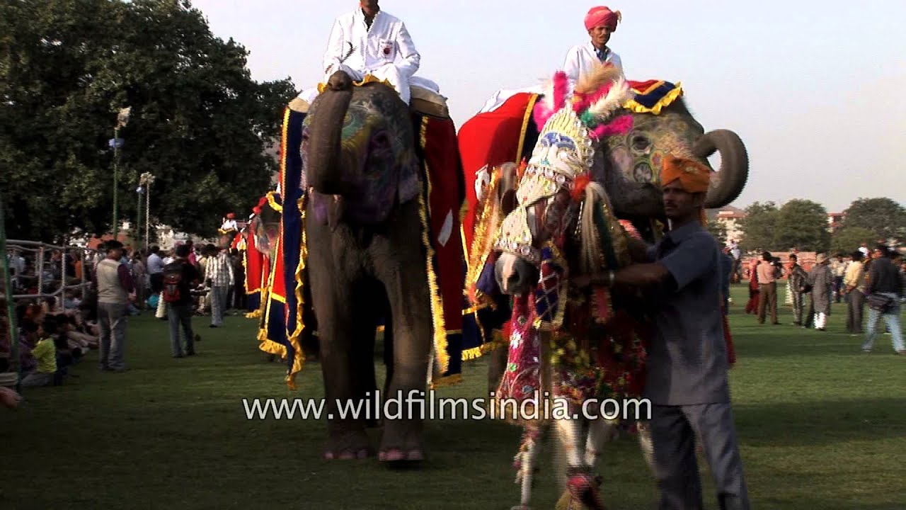 Decorated Indian Elephants