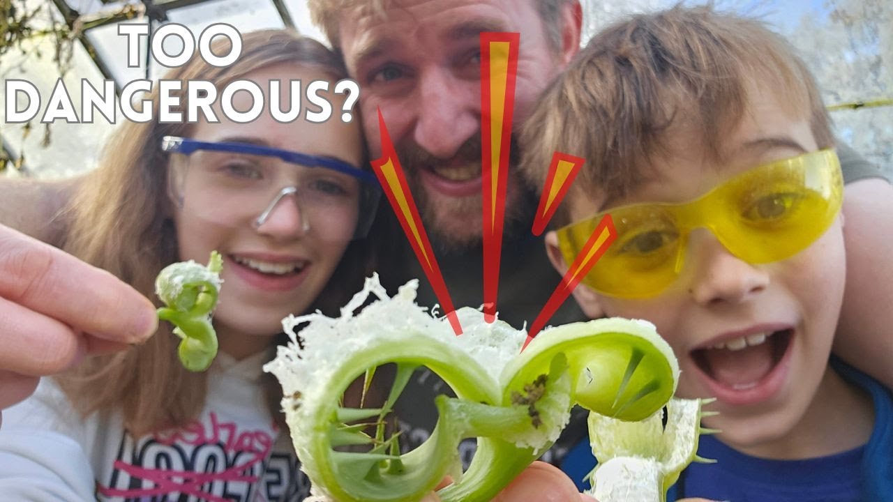 Exploding Cucumbers - A Veg that's DANGEROUS to Grow? - "Cyclanthera Exploden" - YouTube