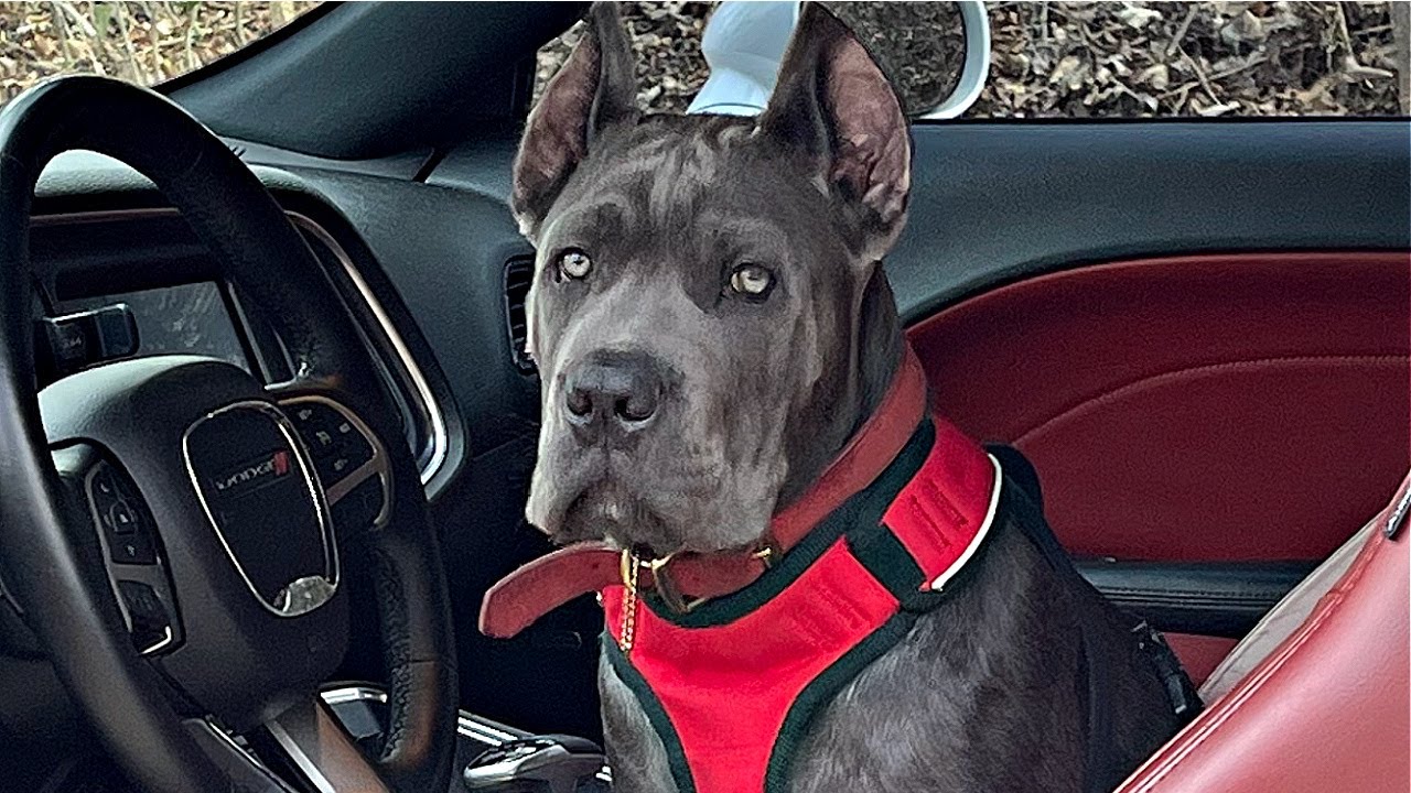 3/25/2021 Adonis at 4 months doesn't make heads turn, he breaks necks ...