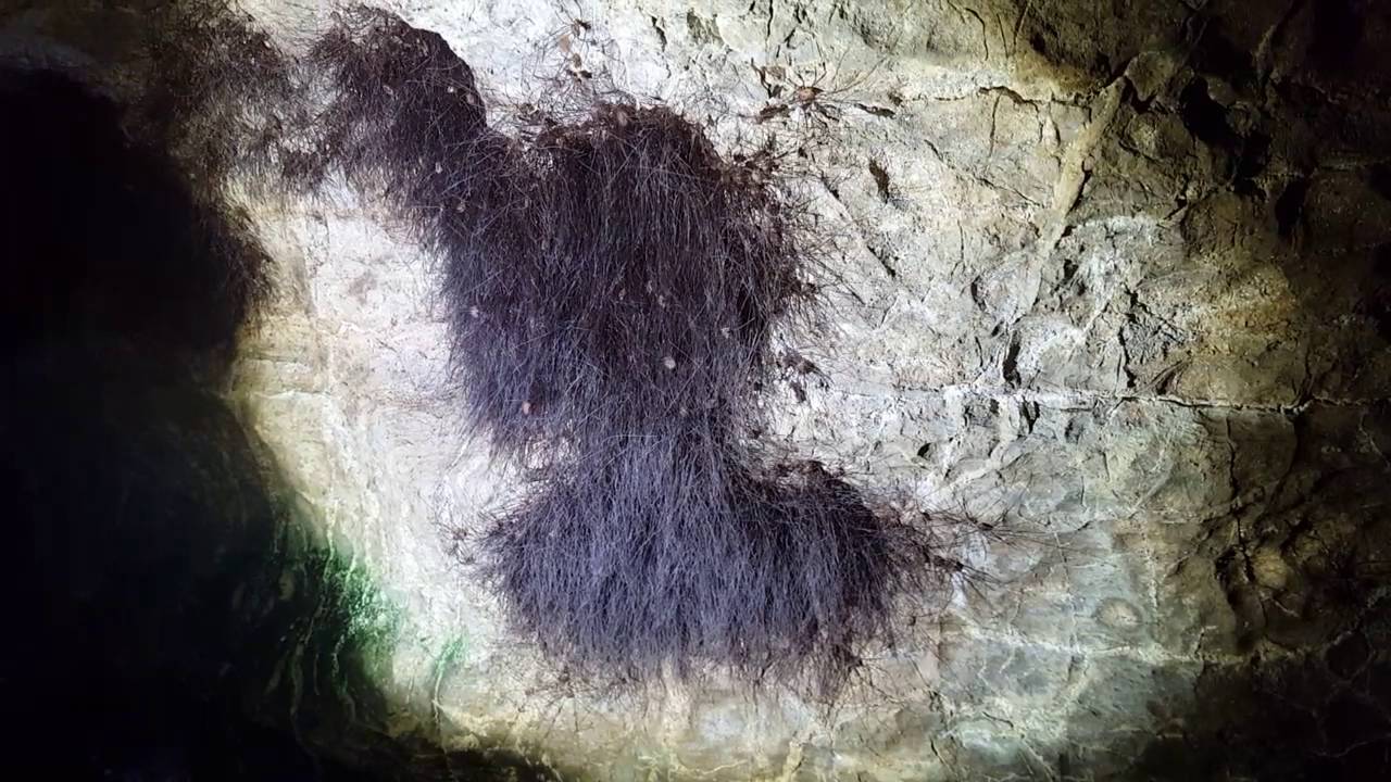 Cave spiders - hibernating daddy long legs - YouTube