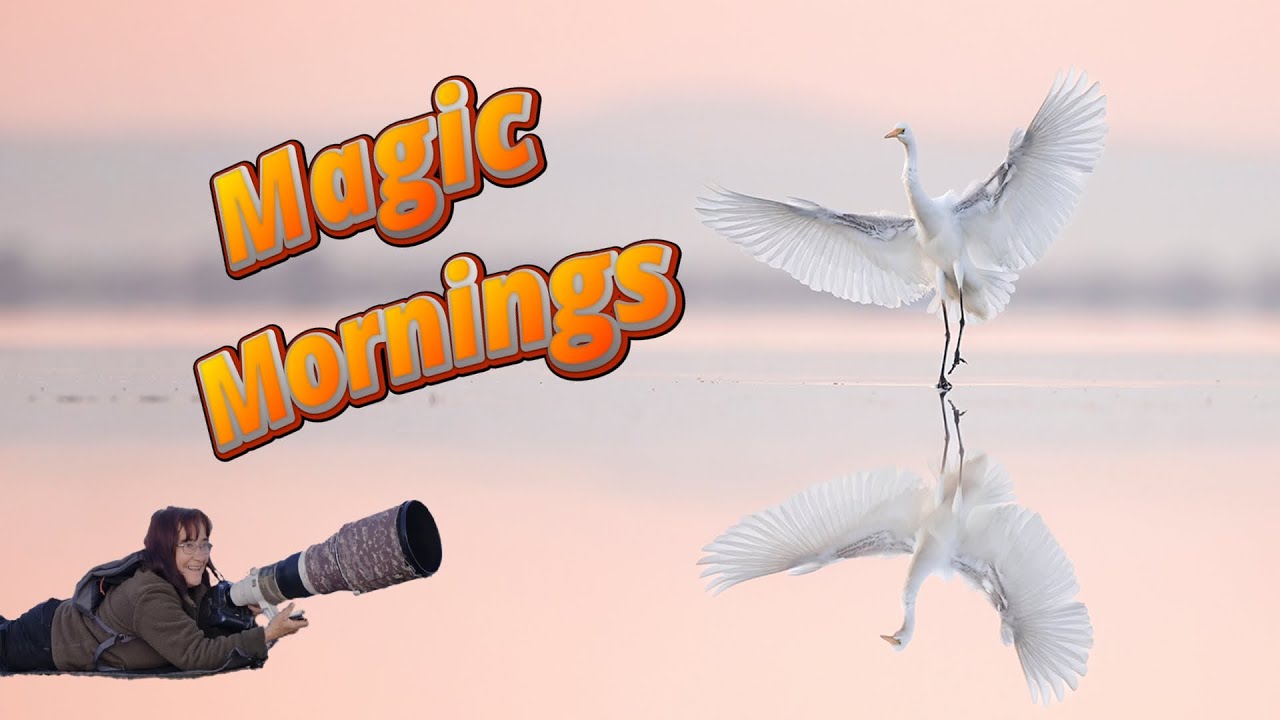 Birds Mandurah Magic : How I photograph birds at Mandurah # ...