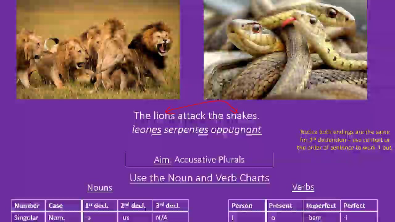 Intro to Accusative Plural - YouTube