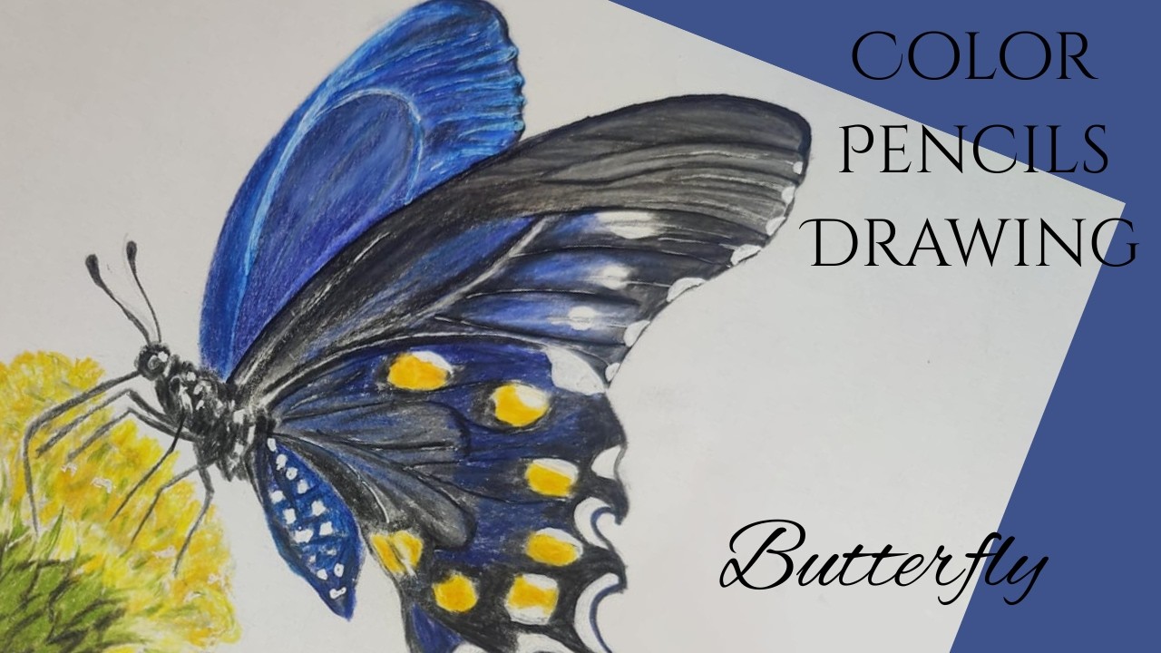 How To Draw A Butterfly With Color Pencils - YouTube