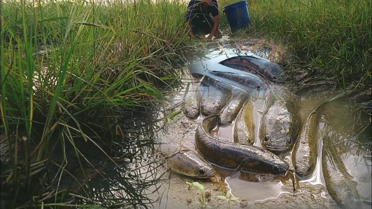Amazing fishing a fisherman skill catch fish a lots in field by best ...