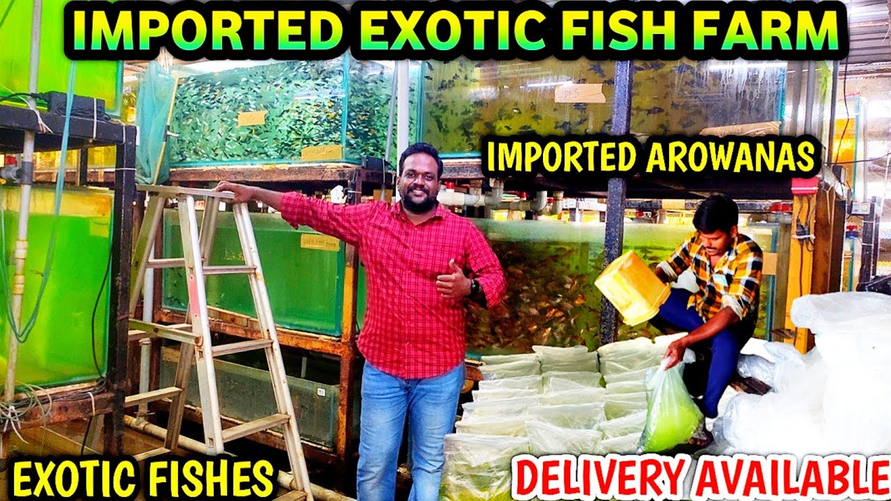 5 ரூபாய் முதல் Rare Fish Collection | Biggest Exotic Fish Aquarium |150 ...