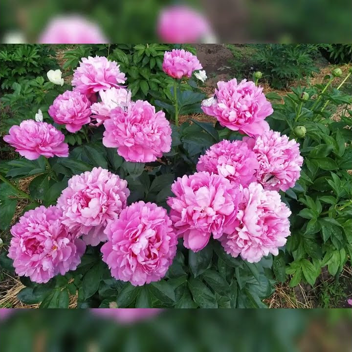 Пион Джулиска (peony Juliska. - YouTube
