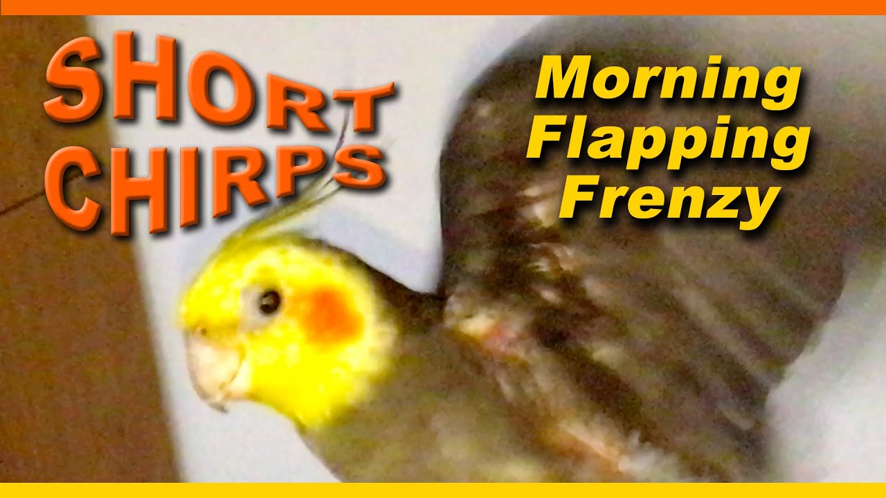 Morning Flapping Frenzy - YouTube