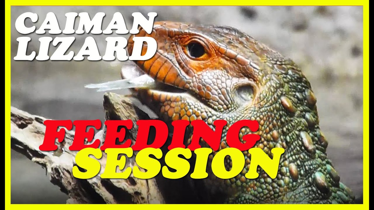 Caiman Lizard feeding session - YouTube