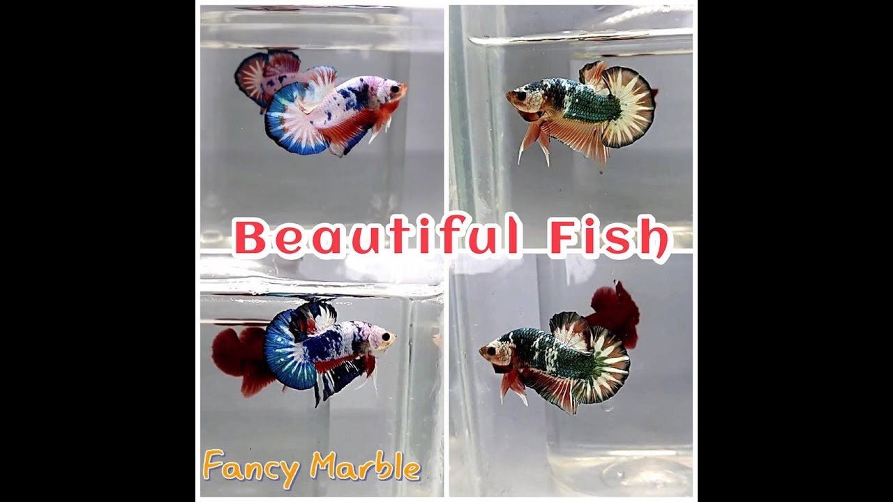 Betta Fancy, Fancy Marble ,Fancy Cooper, Copper - YouTube