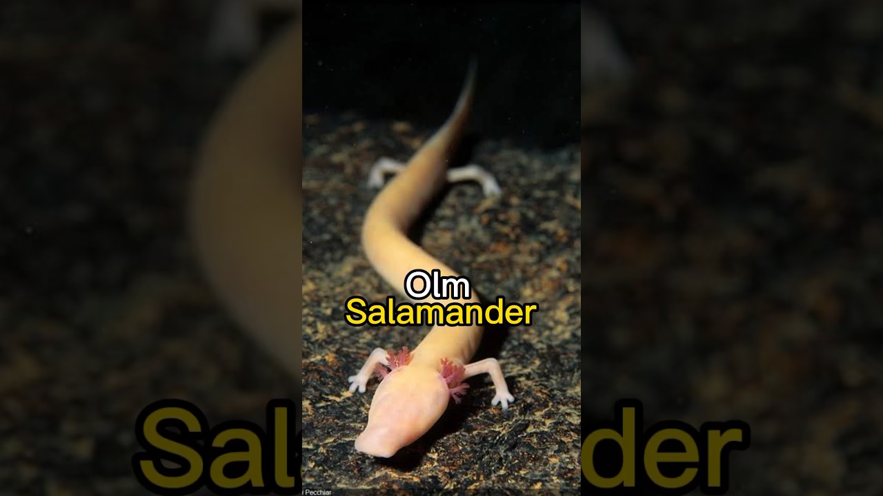 Mahluk MITOS dari GUA #salamander #shortsvideo #youtubeshorts - YouTube