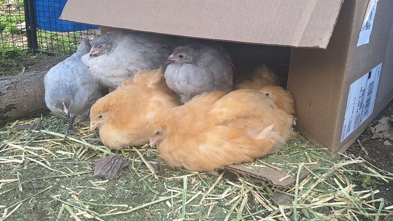 Buff and Lavender Orpington Pullets cozy time! - YouTube