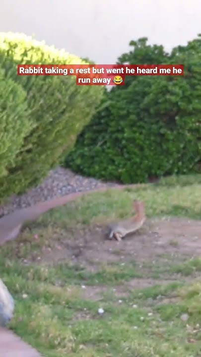 Rabbit run away went he heard me #shorts - YouTube