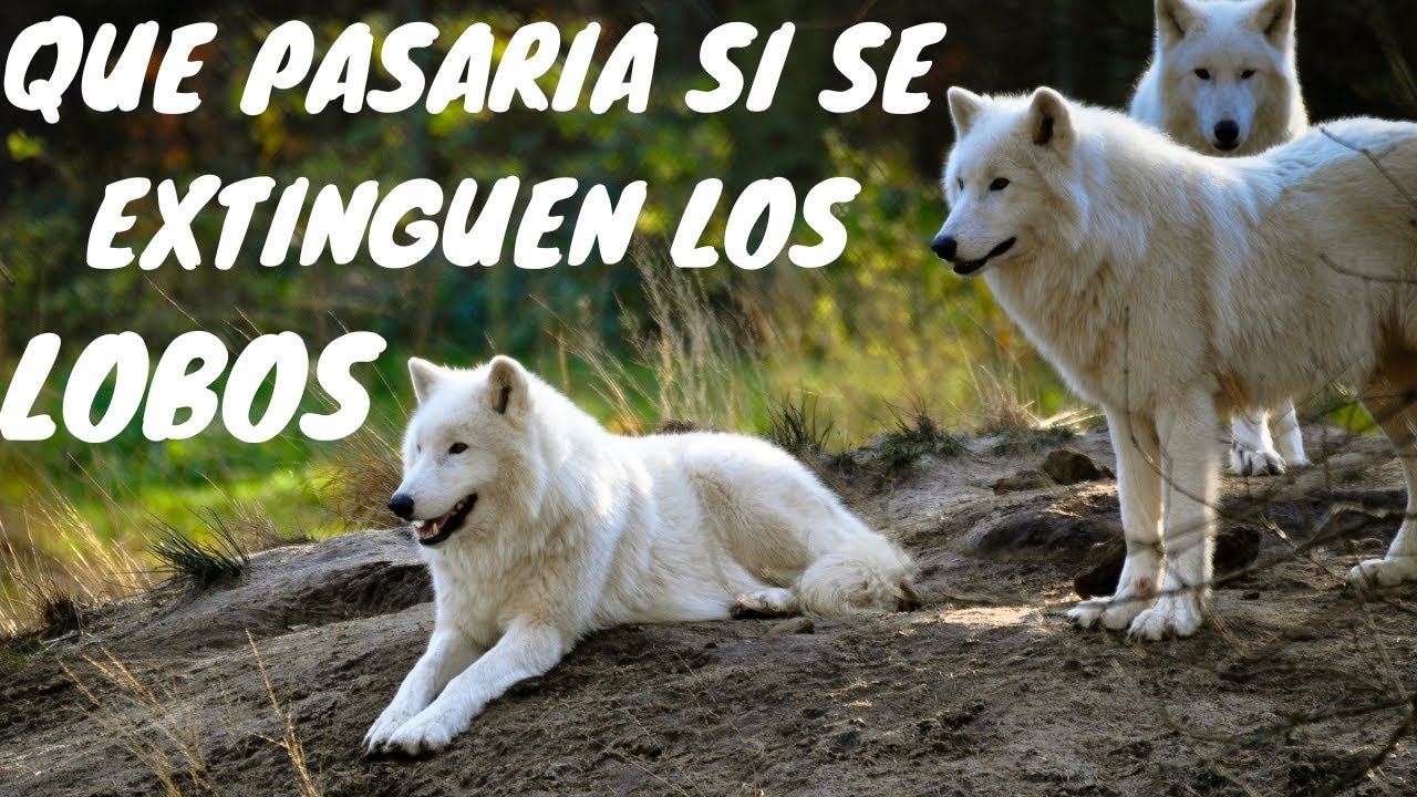 QUE PASARIA SI SE EXTINGUEN LOS LOBOS - YouTube Music