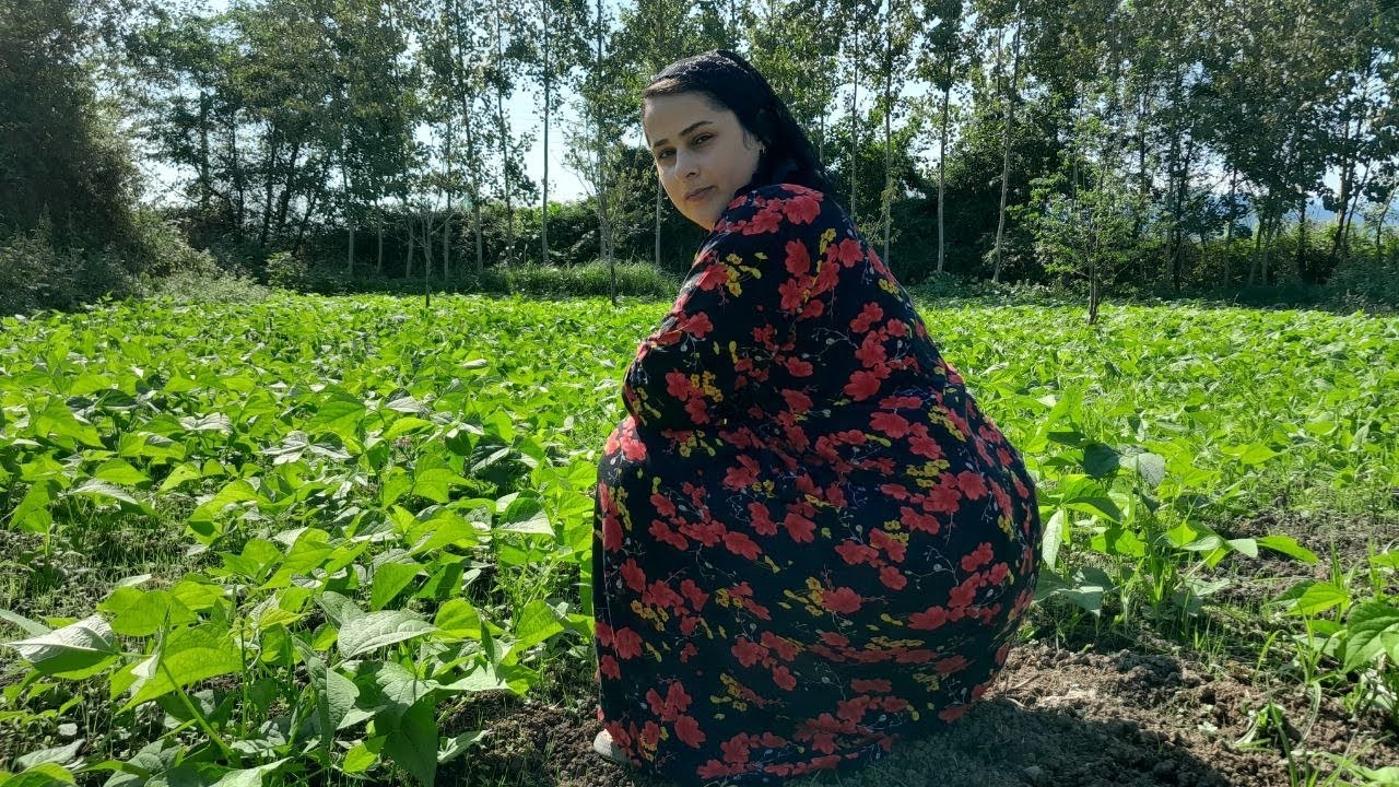 Village life in Iran/Picking mint & making(sabez dellar) a delicious ...