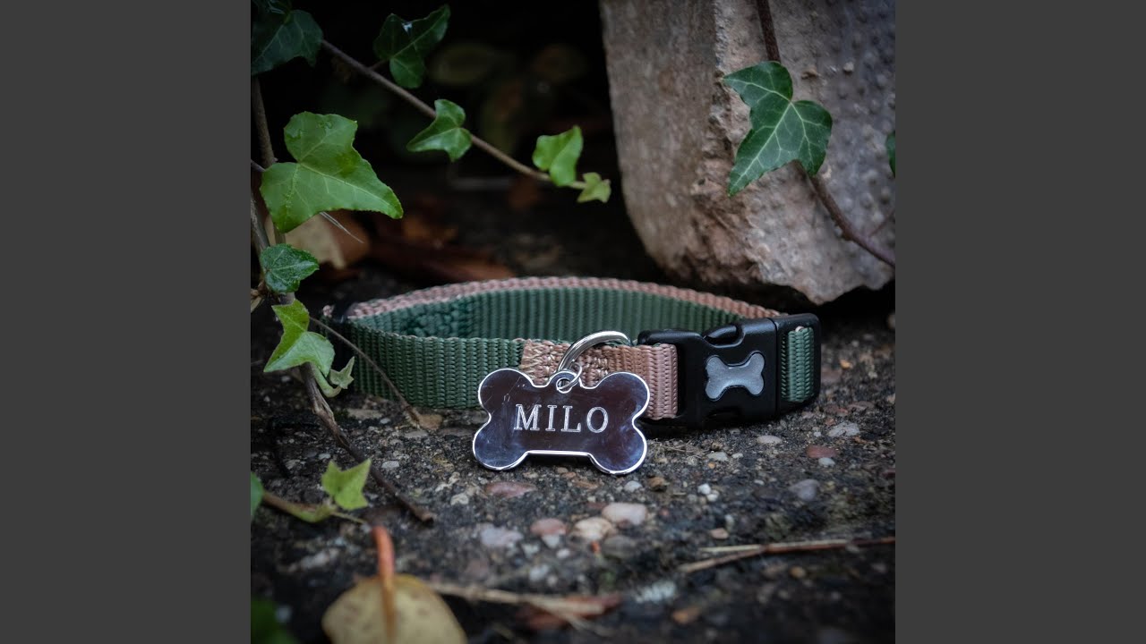 Milo (feat. Liam Rhodes) - YouTube