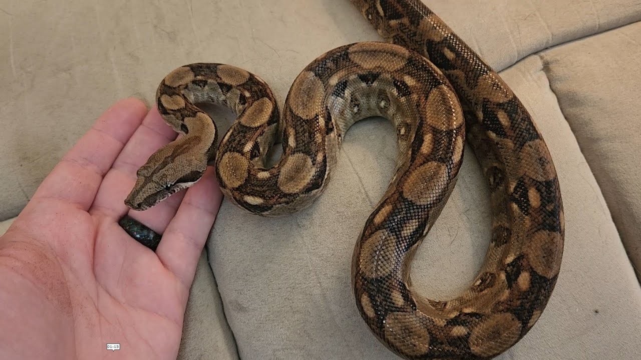 Just Got a New Central American (Nicaraguan) Dwarf Boa - About 3 Years ...