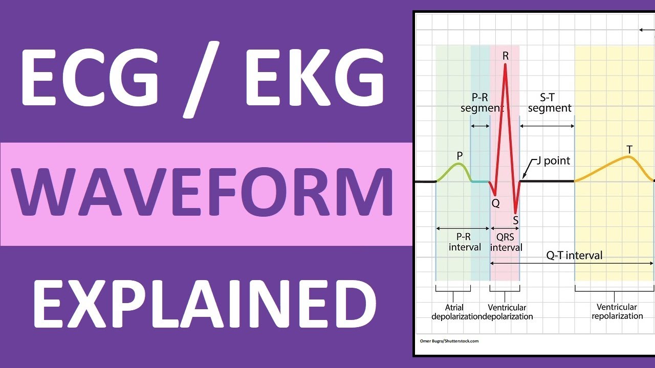 ECG Waveform Explained And Labeled ECG Interpretation Nursing NCLEX