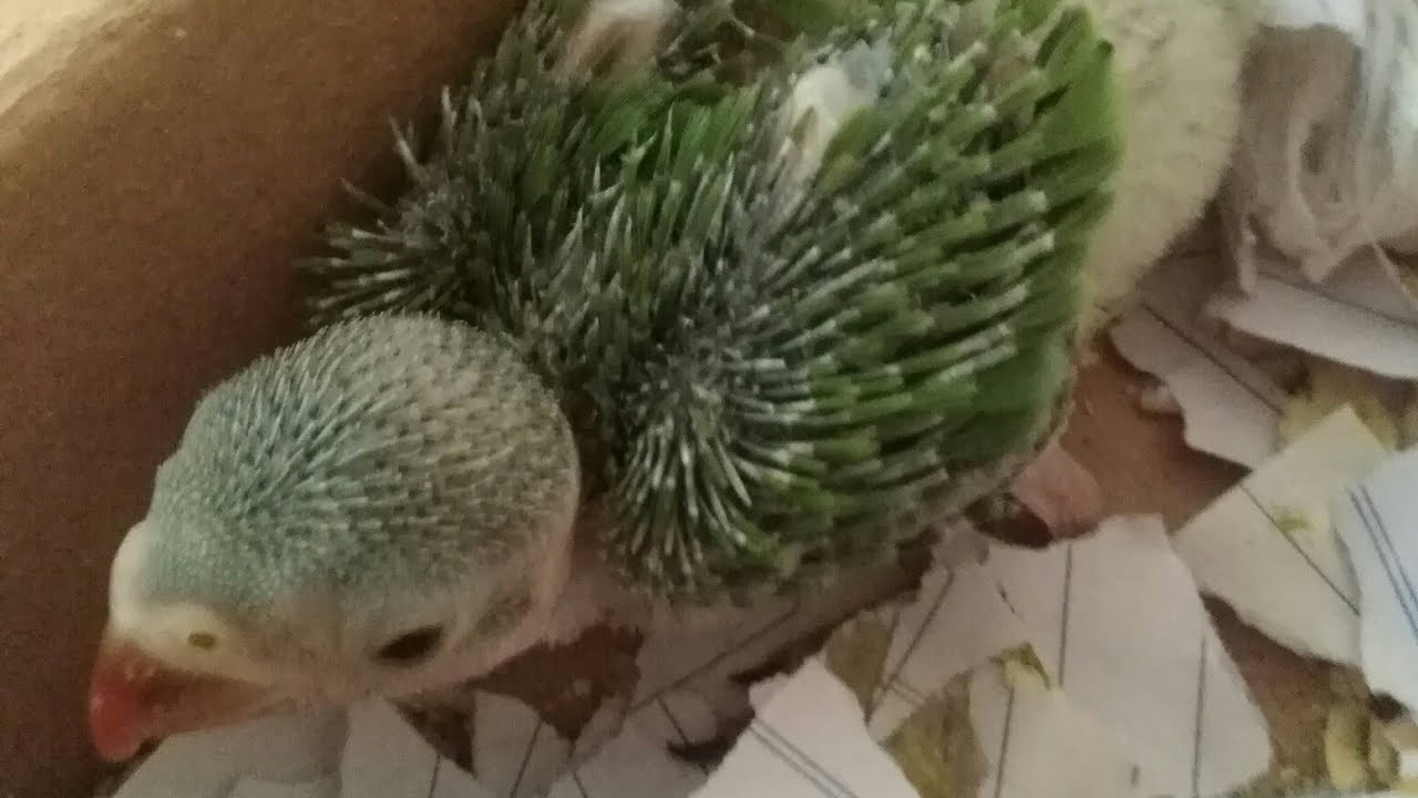 baby parrot food time - YouTube