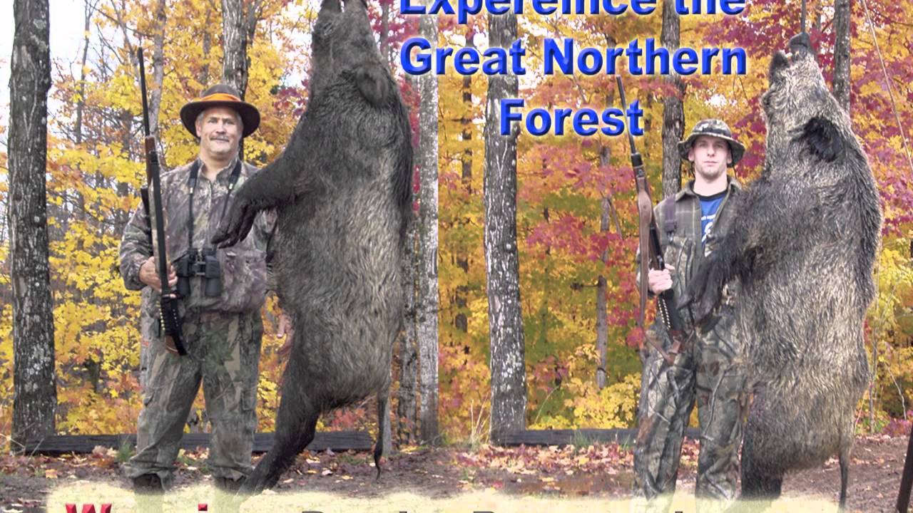 Boar in the Autumn Rut - Authentic Boar - YouTube