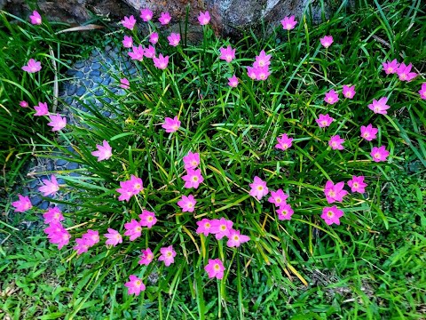 In My Garden: 10.  Rain Lily (Zephyranthes Rosea)