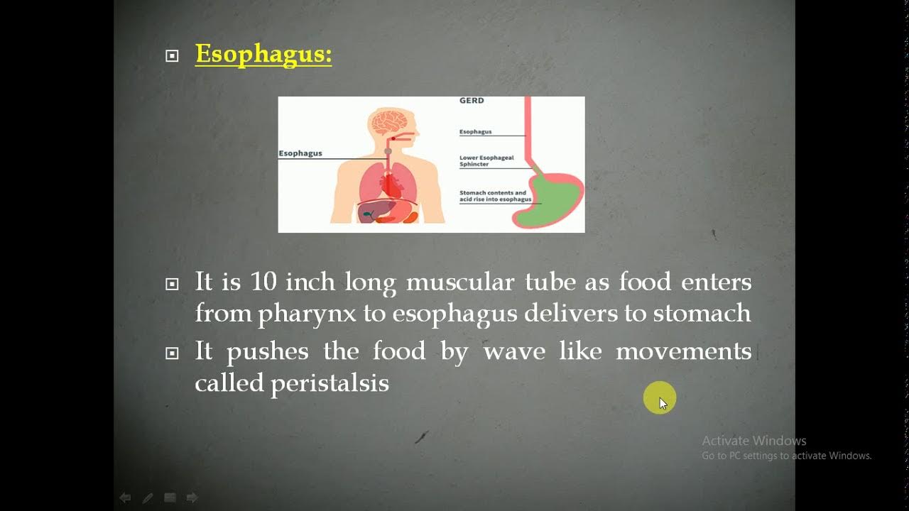 Digestive System | Medical Coding | - YouTube