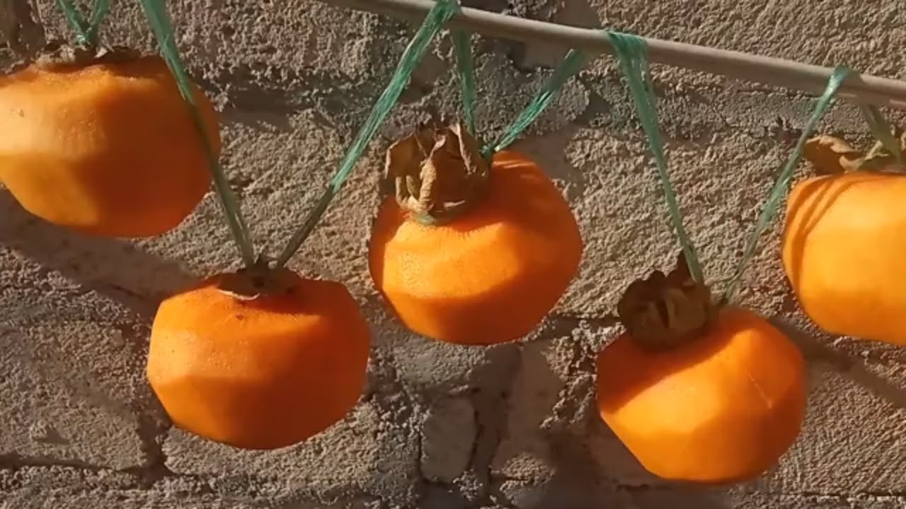 Zobun Müalicəsi olan Təbi xurma * və Karalyok qurudub qışa saxlanılma ...