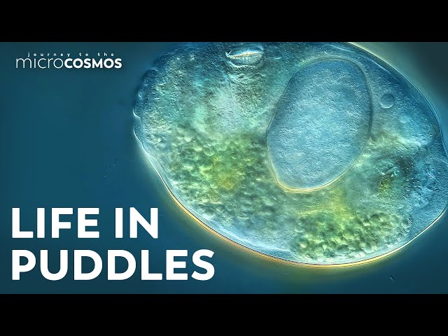 A Microscopic Ode to the Tiny Worlds Found in Rainwater Puddles