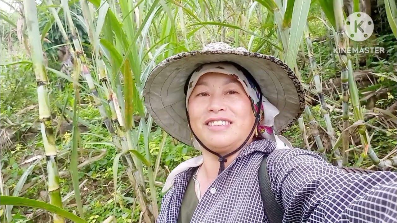 Hnub no Nkauj Sua mus khawb qhiav los muag os - YouTube