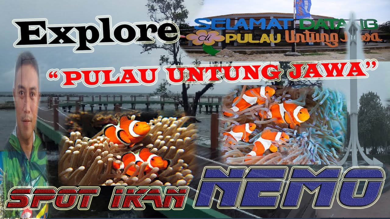 🔴EXPLORE SPOT IKAN NEMO DI PULAU Untung Jawa🔴 - YouTube