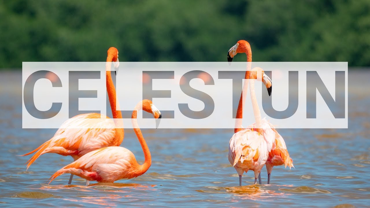 Yucatan Pensinsula (Celestun / Merida) Mexico - Flamingo and Mayan ...