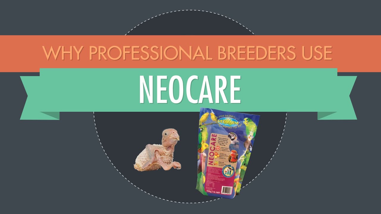 Why professional breeders use Neocare - YouTube