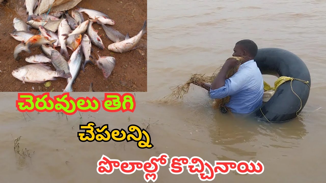 Traditional village Net fish hunting ll fishier men Catching fishing ll ...