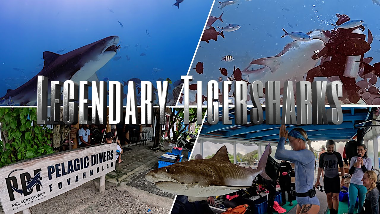 Legendary Tiger Sharks of Fuvahmulah, Maldives - YouTube