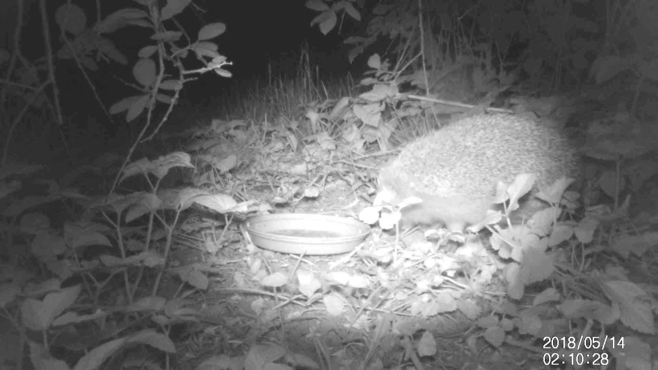 Igel - YouTube