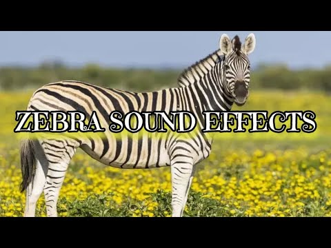 Zebra Sound Effects - YouTube