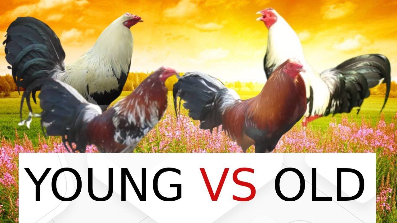 Butcher Gamefowl, Frost Grey, and White hackle and more. - YouTube