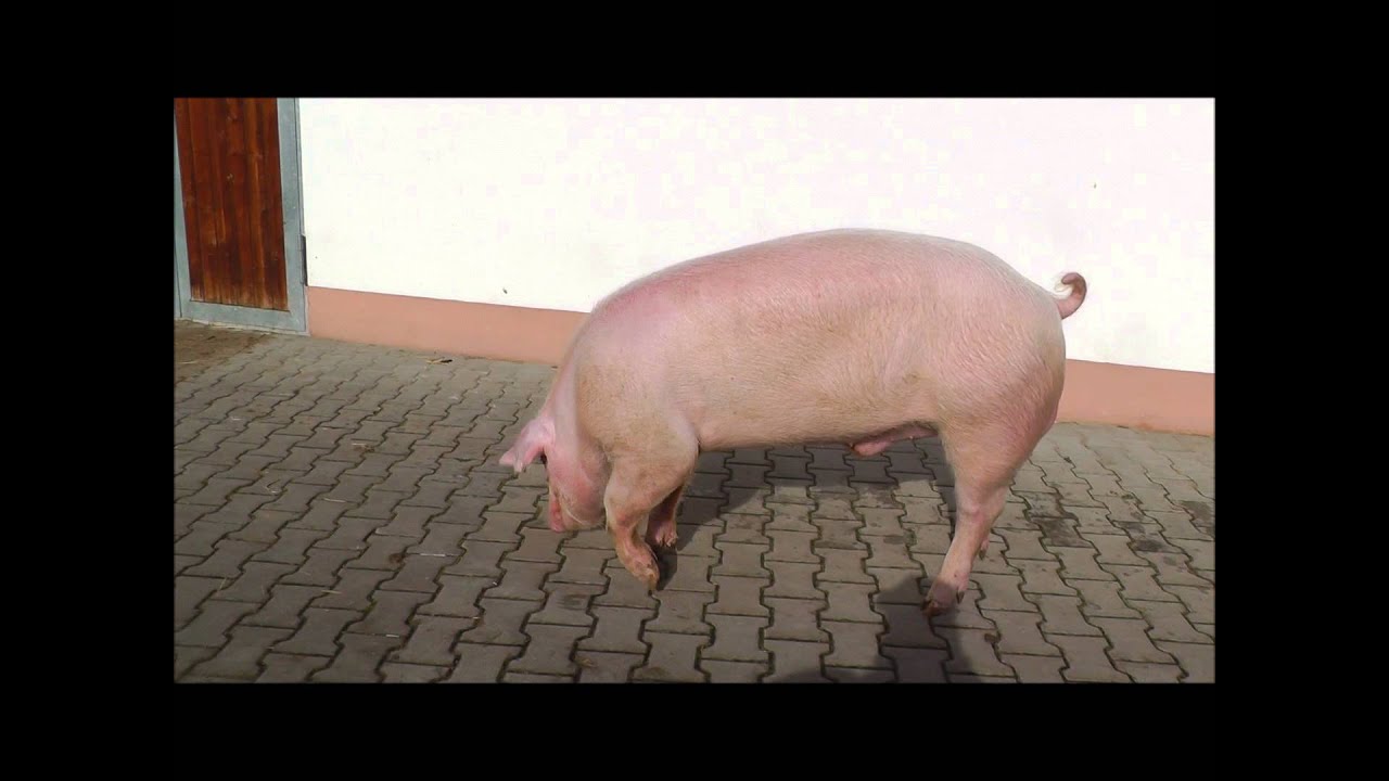 German Landrace Young Boar - YouTube