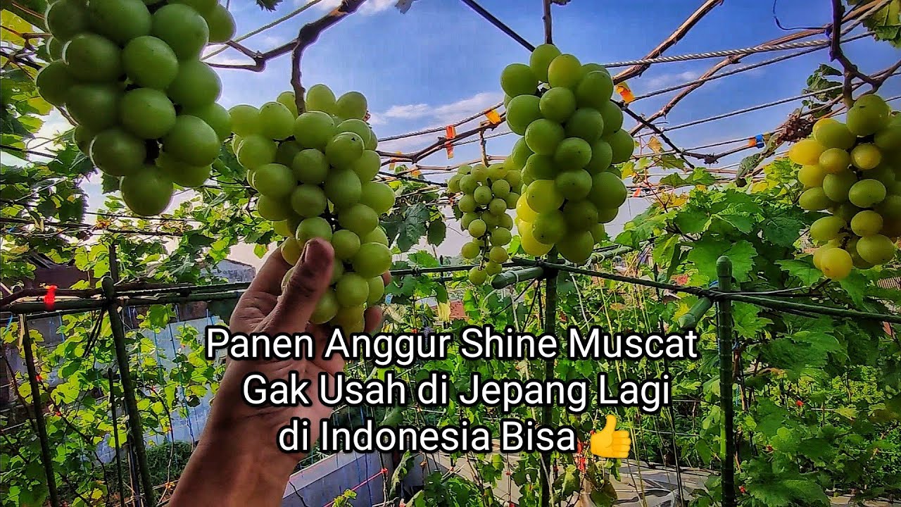 Panen Anggur Shine Muscat gak usah di Jepang lagi, di Indonesia bisa ...