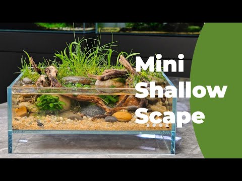 Mini Shallow Tank Low Tech Aquascape - Rivers Edge Step by step - YouTube